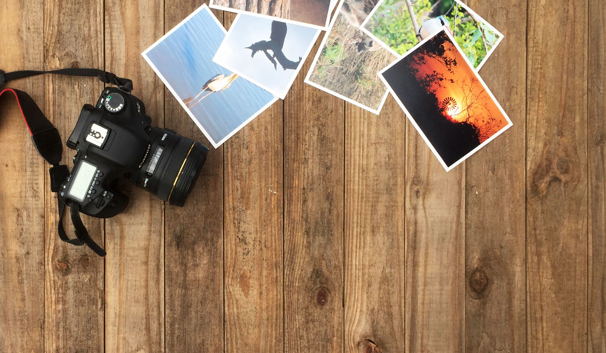 Client Gallery | Wildlife Photos | The Safari Store Reviews