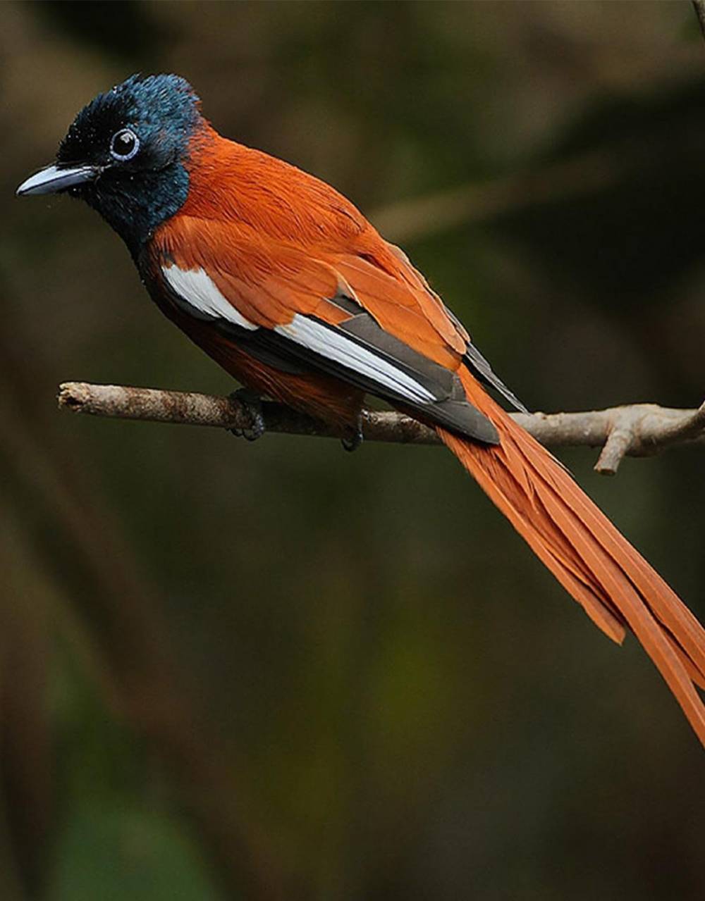 Paradise Flycatcher Pendant | Safari Jewellery | The Safari Store