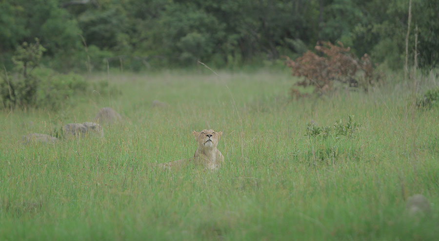What To Pack For A Green Season Safari | The Safari Store